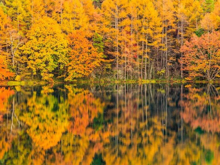 蓼科高原 | 株式会社SAKU RESORT｜佐久リゾート